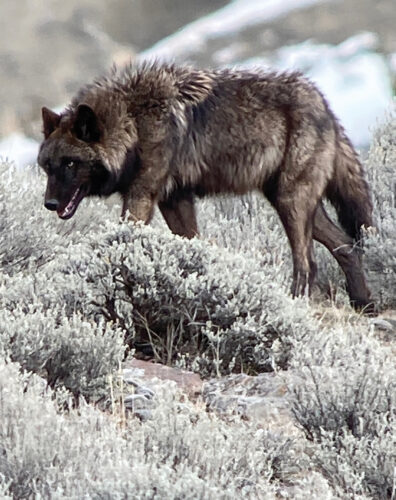 Canids of North America - Grit